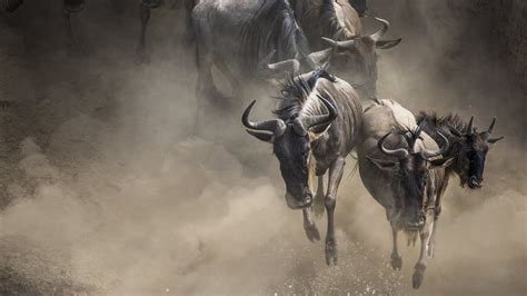Exodus The Great Migration 2020 Backdrops — The Movie Database Tmdb