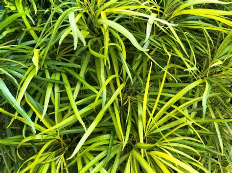 Beautiful Plant With Long Green Leaf One Of My Favourite Garden
