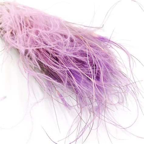 Feather Grass Dried Stipa Pennata Lavender Moss Mosseu