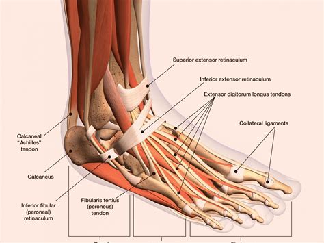 Common Foot Injuries In Runners Symptoms And Treatmentperea