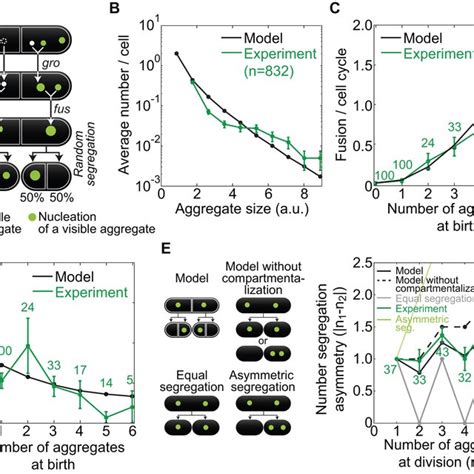 A Stochastic Model For Aggregate Dynamics And Segregation At Cell