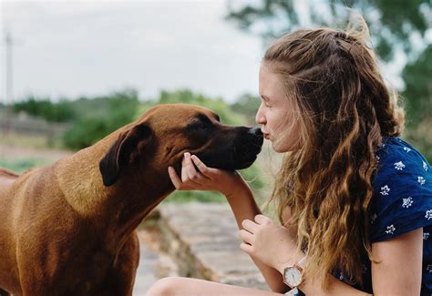 When Will My Dog Pain End After Being Spayed
