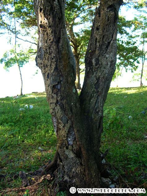 Sphaerodactylus Difficilis