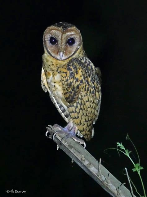 Lechuza Dorada Tyto Aurantia MundiAves