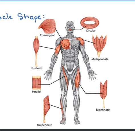 Anatomy Lab 6 Flashcards Quizlet