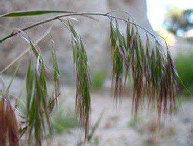 Cheatgrass Or Downy Brome Bromus Tectorum Fraser Valley Invasive