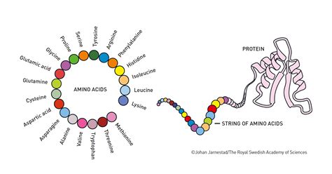 Designing And Predicting Proteins Why Is The Nobel Prize For