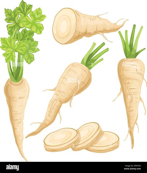Parsnip Illustration Hi Res Stock Photography And Images Alamy