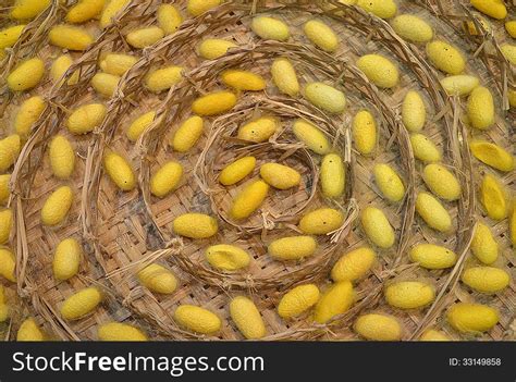 24 Sericulture Free Stock Photos StockFreeImages