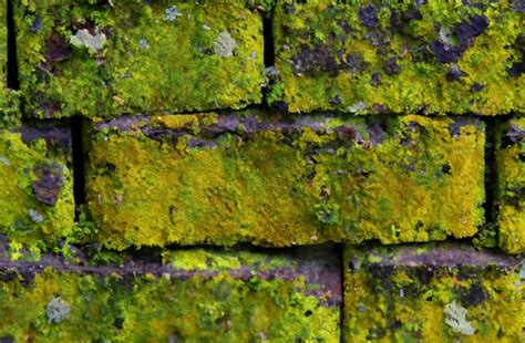 Page 65 Lichen Background Images Free Download On Freepik