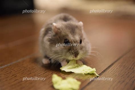 ジャンガリアンハムスター 写真素材 38850 無料 フォトライブラリー Photolibrary