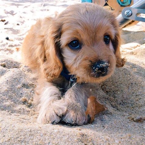 Cute Cocker Spaniel Puppies Cocker Spaniel Puppies Spaniel Puppies
