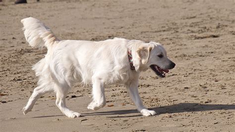 Can I Give My Dog Folic Acid