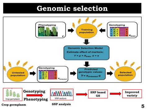 Haplotype Based Genomic Selection For Precision Plant Breeding Pptx