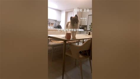 보여줄께 완전히 달라진 나또르륵 Youtube