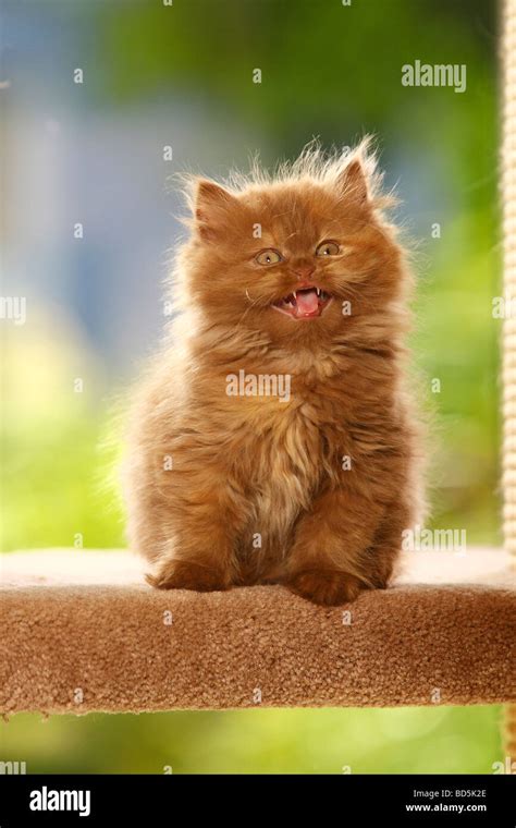 British Longhair Cat Kitten Cinnamon Tortie Highlander Lowlander