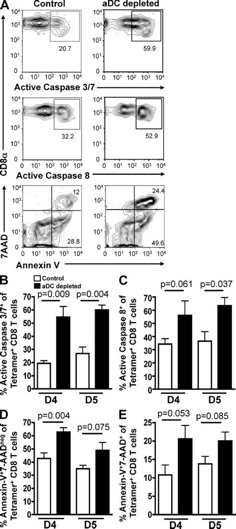 Adc Depletion At 48 H Pi Results In Increased Apoptosis Of