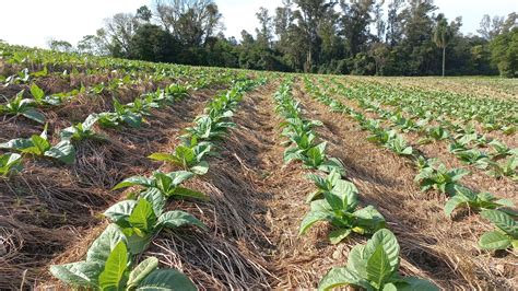 Câmara Setorial Da Cadeia Produtiva Do Tabaco Realiza última Reunião