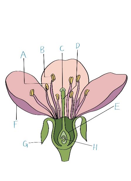 Phylum Angiospermophyta