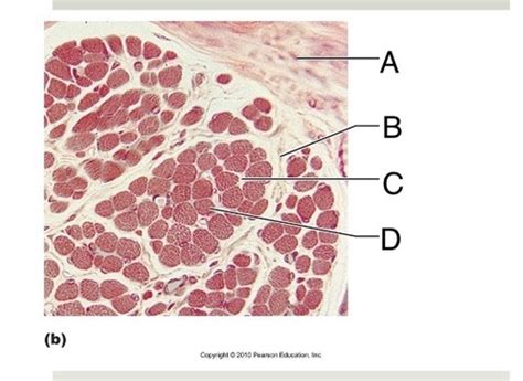 Histology 52 Organization Of Skeletal Muscle Flashcards Quizlet