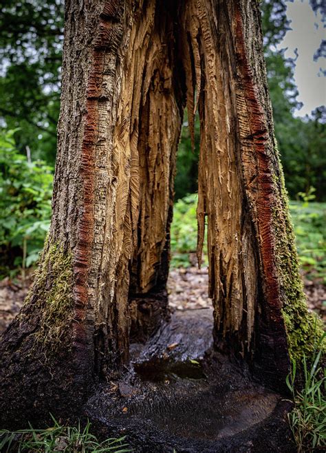 Split Tree Photograph By Martin Newman Fine Art America