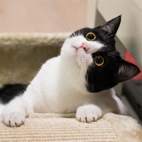 Meet Izzy The Cat With The Most Expressive Face Bored Panda