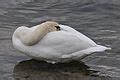 Category Cygnus Olor Of Rheindelta Bodensee Wikimedia Commons