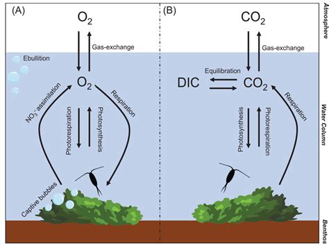 Of Processes Relative To The Primary Production Of Benthic Algae And Download Scientific