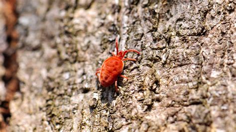 Pełzają Po Elewacji I Przypominają Pająki Co To Za Czerwone Robaki I Jak Je Usunąć