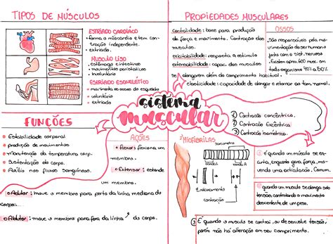 Sistema Muscular Mapa Mental Em 2025 Sistema Muscular Sistema