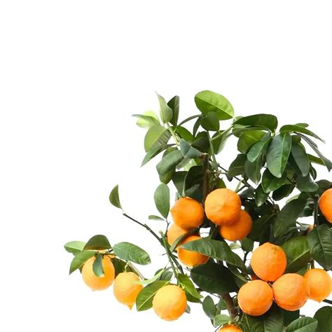 Citrus × Aurantiifolia Red Lime Buy Online At Foliage Factory