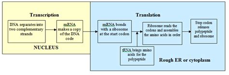 Translation Biology Chart