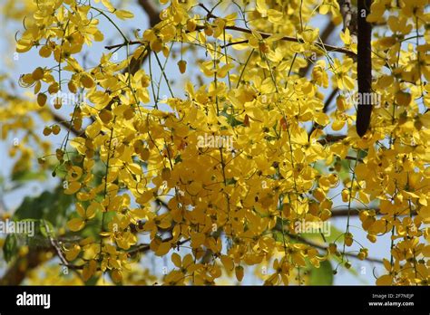 Close Up Of Cassia Fistula Golden Shower Amaltas Indian Laburnum