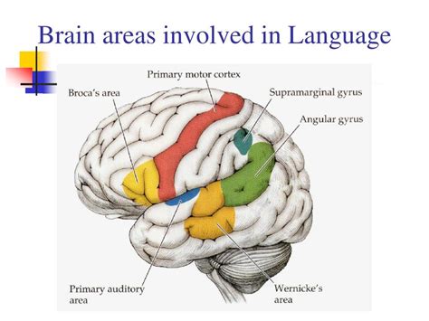 Ppt Speechlanguage Function Powerpoint Presentation Free Download