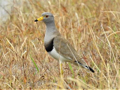 ケリ20200506 日本の野鳥識別図鑑