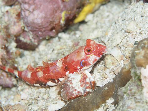 アカオビコテグリ setsukos room 海の生き物図鑑