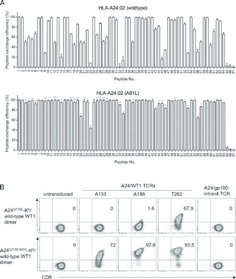 Peptide Loaded Hla A 24 02 A81l Multimers Can Be Used To Stain Download Scientific Diagram
