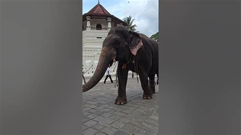 චූටිම චූටි දළ දෙකක් තියෙන්නේ එයා ශ්‍රී දළදා වහන්සේ වන්දනා කරන හැටි