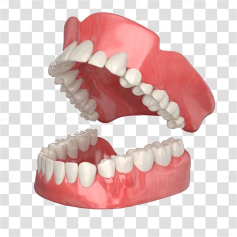 Diente Oral Modelo 3d