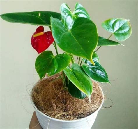 Tanaman Hias Anthorium Bunga Mickey Mouse Lazada Indonesia