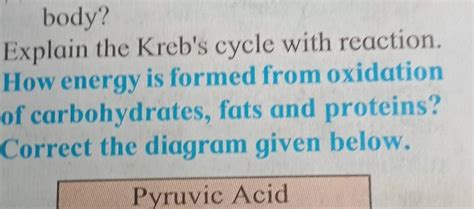 Body Explain The Kreb S Cycle With Reaction How Energy Is Formed From O
