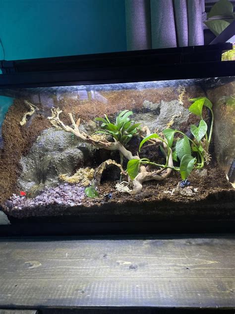Just Finished My First Dart Frog Setup Rdartfrog