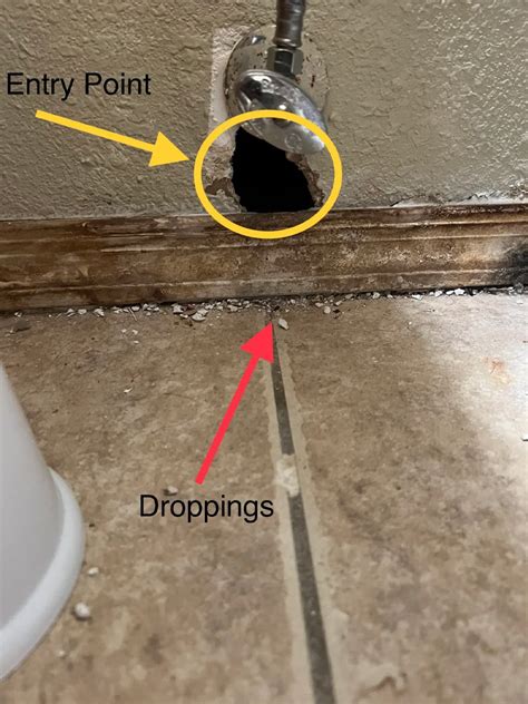 Mice And Rats Visual Acuity And Trap Placement Wildlife Removal Services In Scottsdale Az