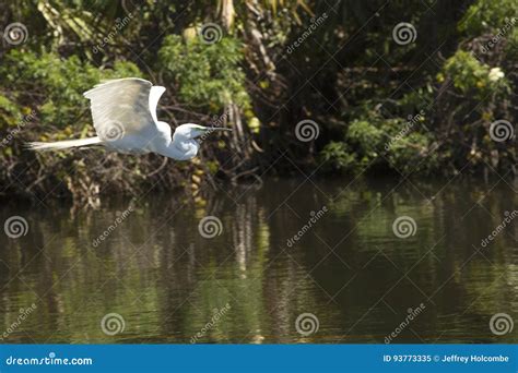 Great Egret Flying Low Over Water Of A Florida Swamp Stock Image
