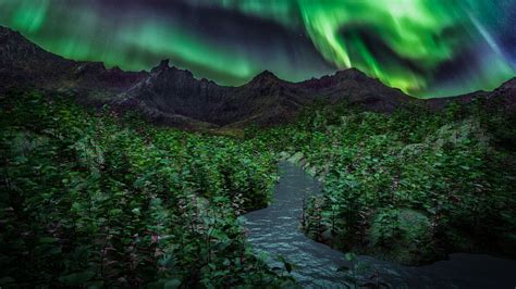 Procedural Growing Plants Model Turbosquid 1993855