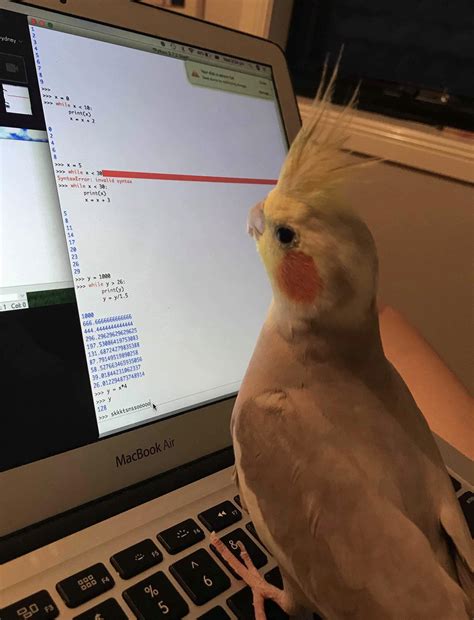Coding Is Confusing R Cockatiel