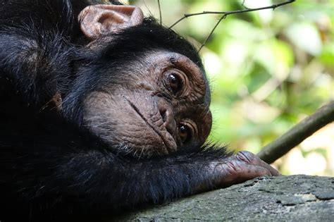 Uk Scientists Link Chimpanzee Lip Smacking To Human Speech Science