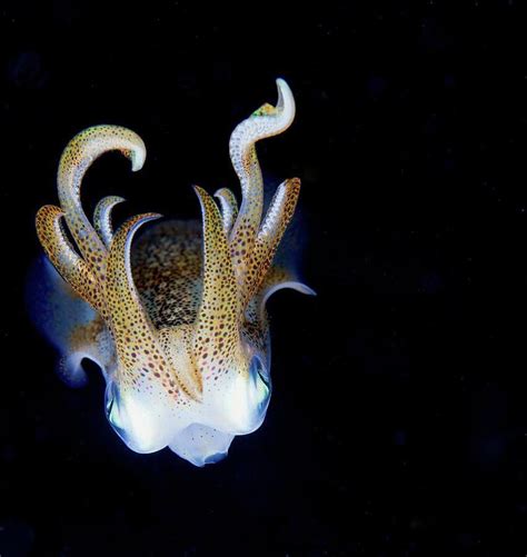 Squid R Niftysquidpictures