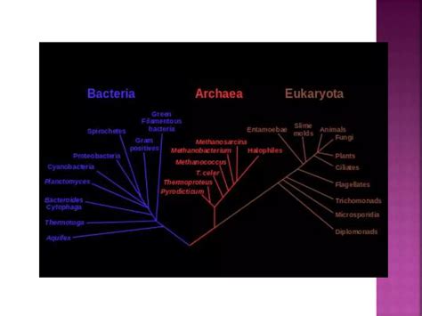 Principles Of Taxonomy Pptx Biological Sciences Science