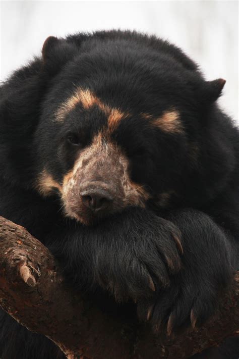 Spectacled Bear